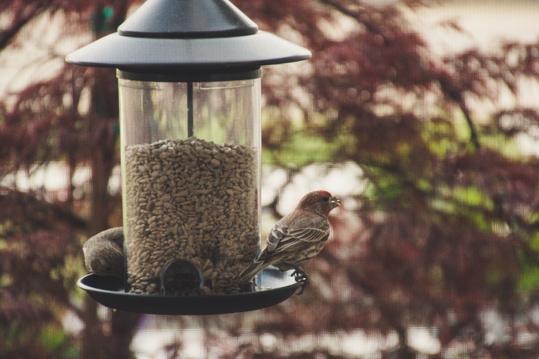 Bird Feeder Guide - Why You Need One and the Different Types